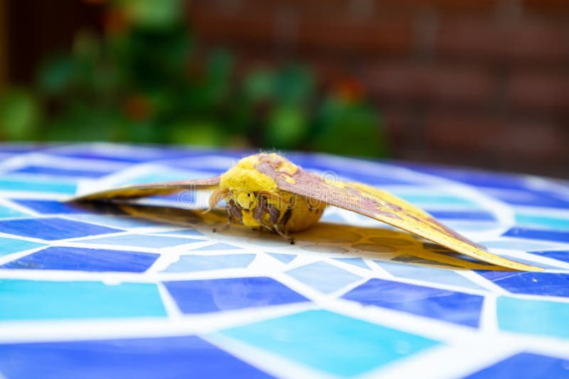 Imperial Moth on Mosaic Table Stock Photo - Image of blurred, garden ...