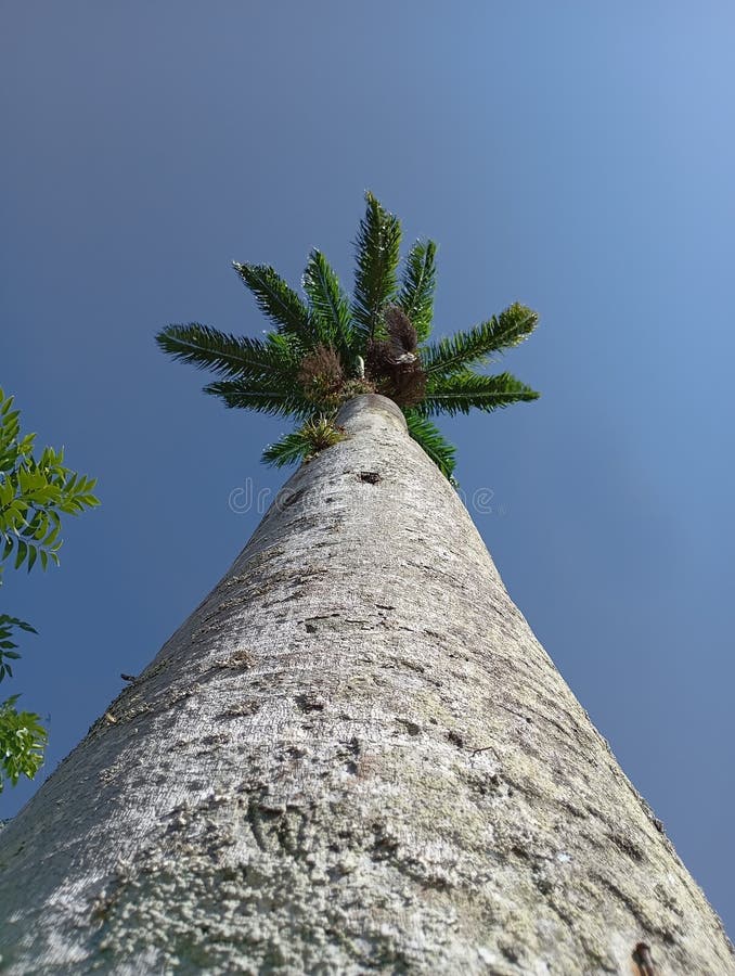 Imperial Palm Tree stock image. Image of morning, catching - 333239813