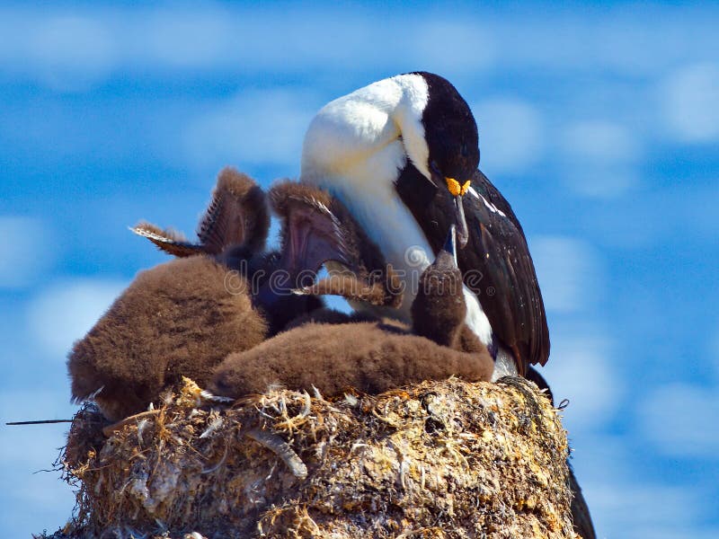 Imperial Shag Feeding Babies on a Nest in Antarctica Stock Photo ...