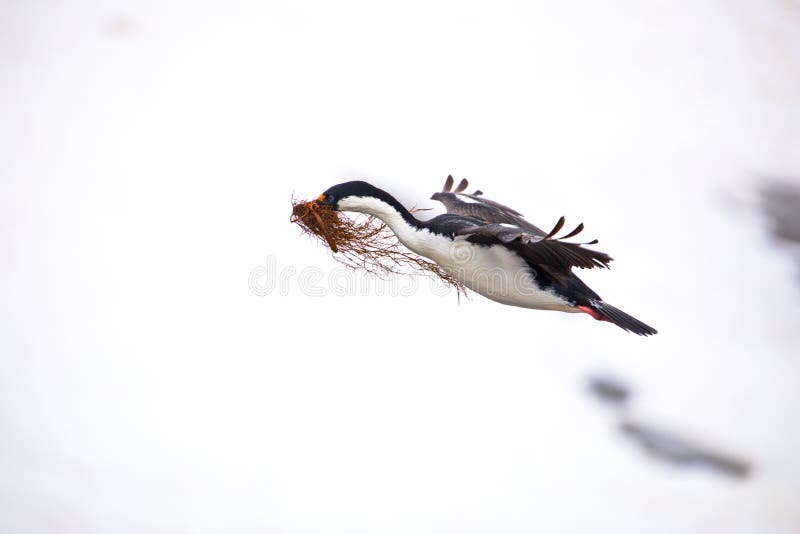 Imperial Shag Flying with a Plant in the Beak in Antarctica Stock Photo ...