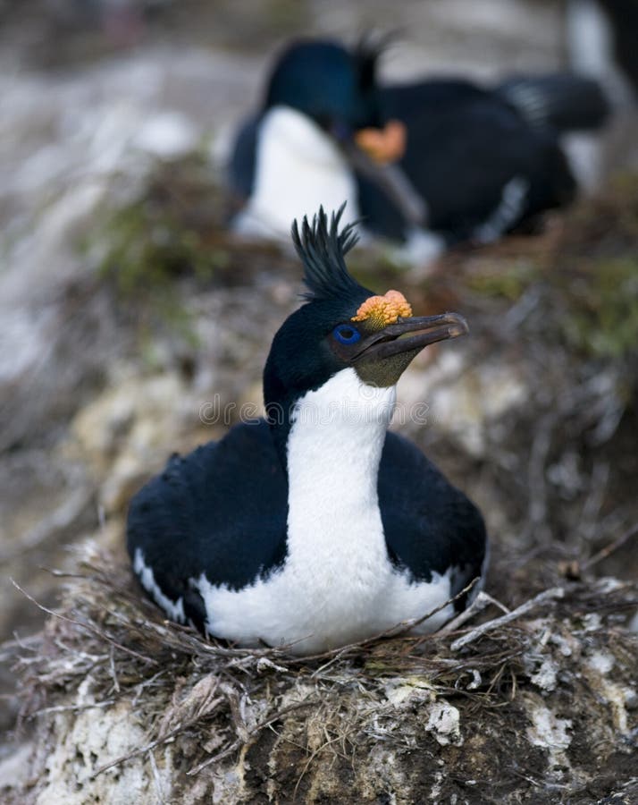 Imperial Shags on the Nest stock image. Image of imperial - 11159873