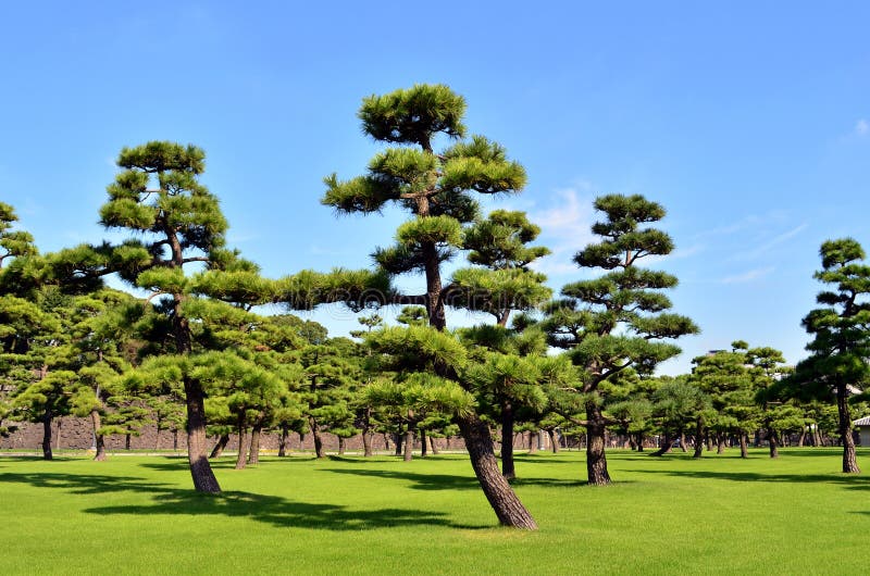 Imperial Tree stock image. Image of imperial, tree, kyoto - 304977635