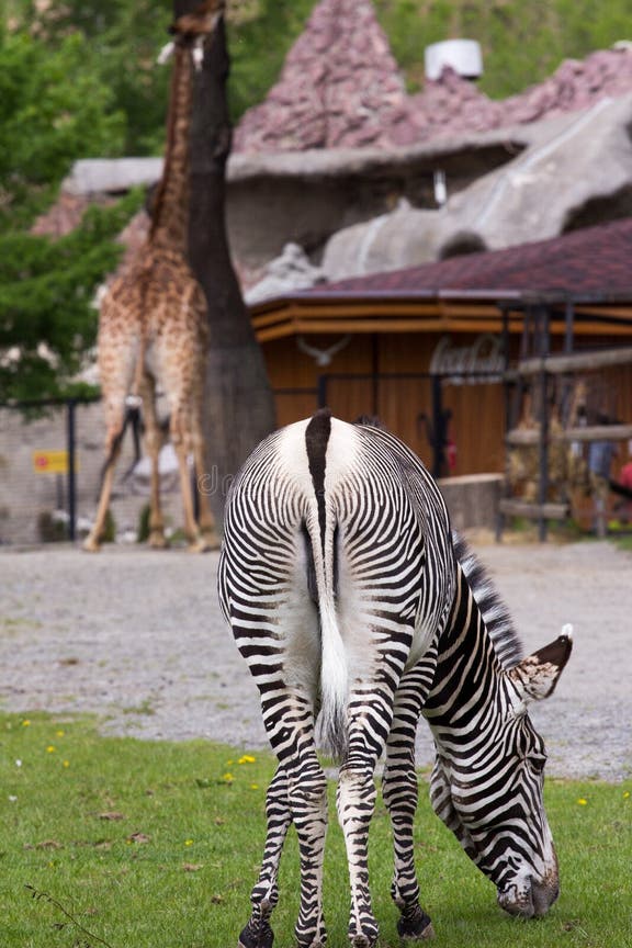 Imperial Zebra on the Field Stock Photo - Image of zebra, grass: 93747998