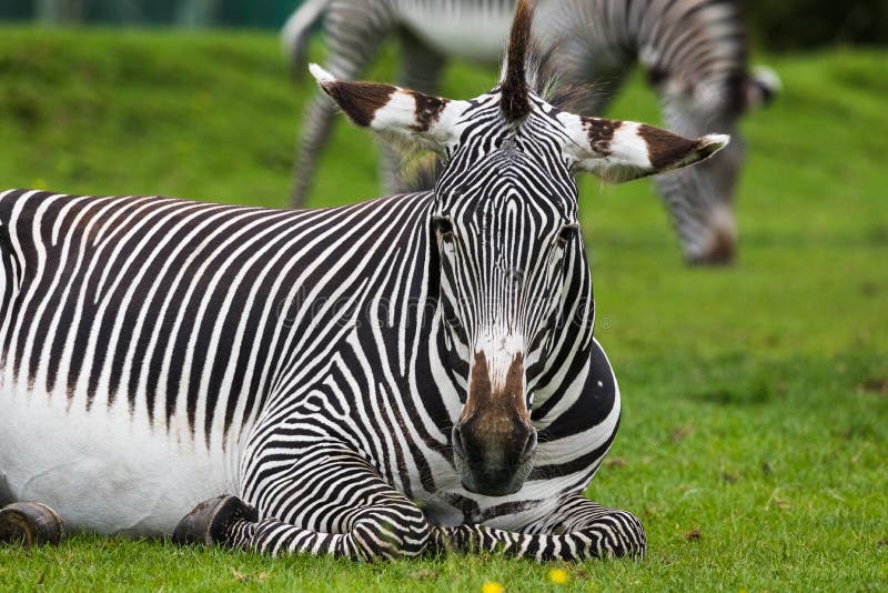 Imperial Zebra Resting on the Grass Stock Image - Image of grass ...