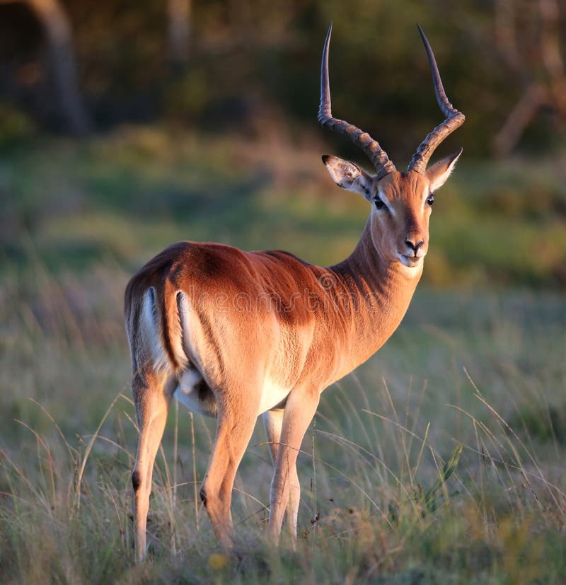 Impla Antelope Stock Photos - Free & Royalty-Free Stock Photos from ...