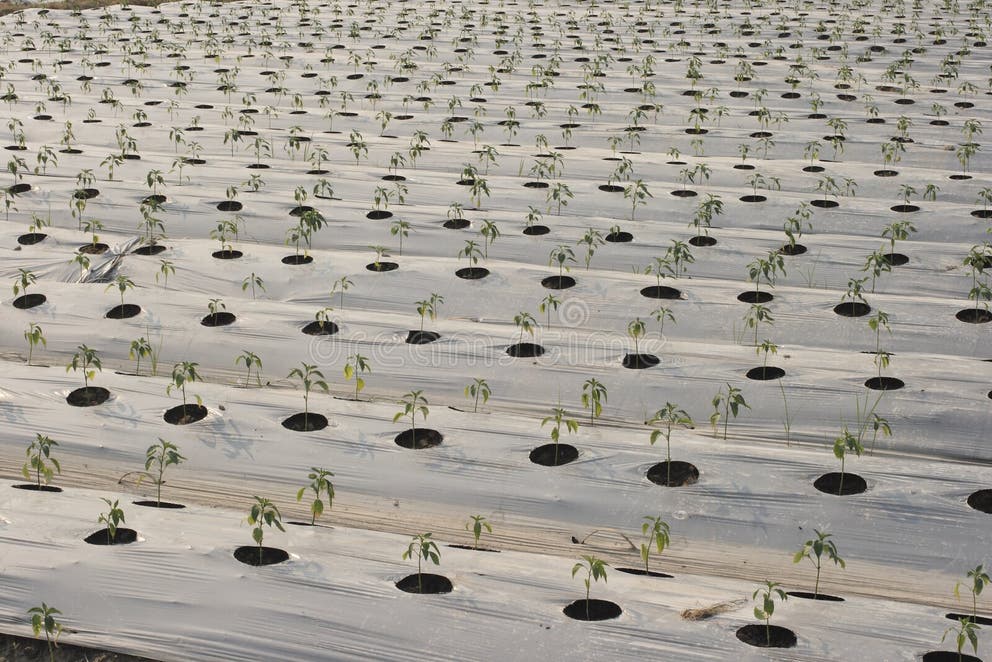 Implant the tree stock photo. Image of cultivate, raise - 13982258