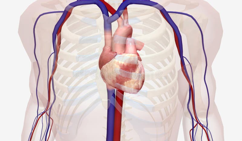 Recorder Anatomy Stock Illustrations – 12 Recorder Anatomy Stock ...