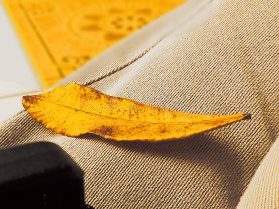 Implied the Meaning of Life Stock Photo - Image of implied, flower ...