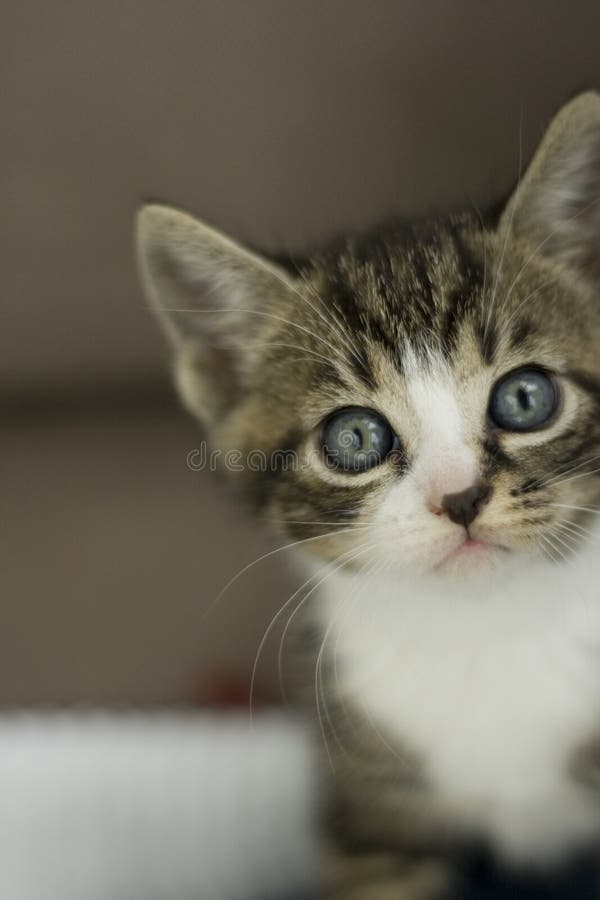 Implorando o gato imagem de stock. Imagem de implore, gato - 7962695