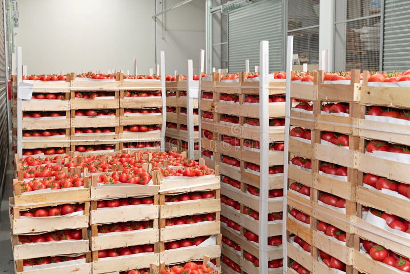 Tomato Storage stock photo. Image of fruits, boxes, food - 166318094