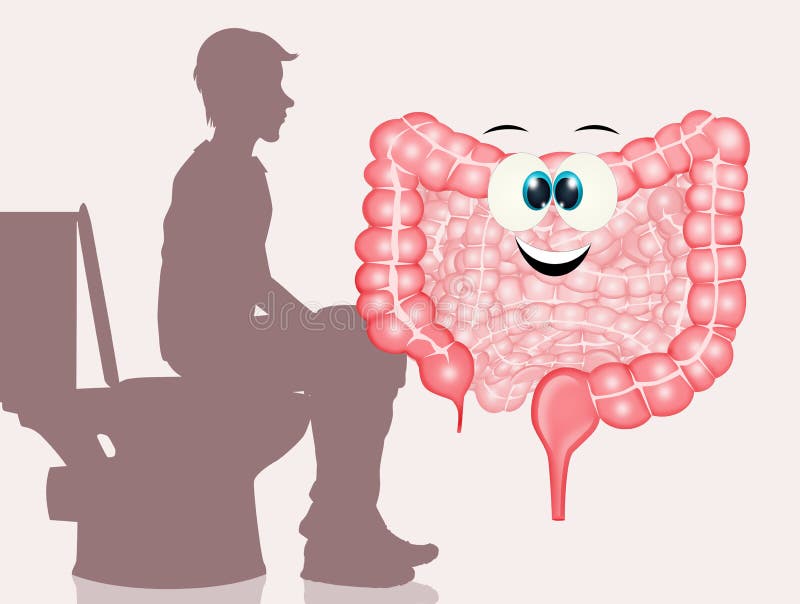 The Importance of a Healthy Bowel for Evacuation Stock Illustration ...