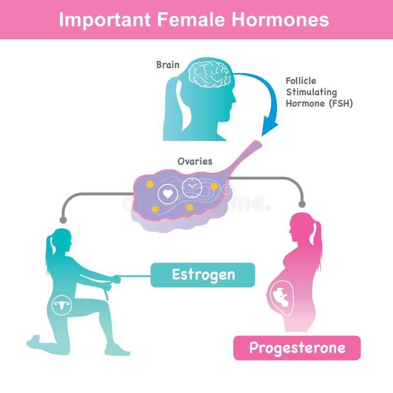 Important Female Hormones Illustration Stock Vector Illustration Of Ovary Health 238687945