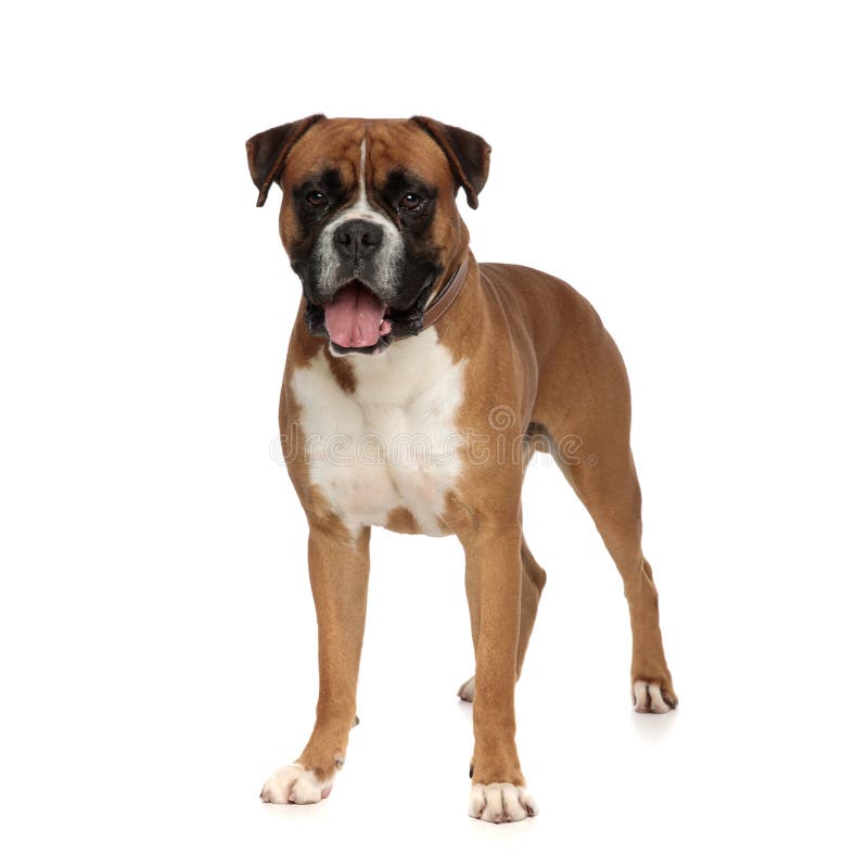 Man Standing Straight with Hands at His Back Stock Photo - Image of ...