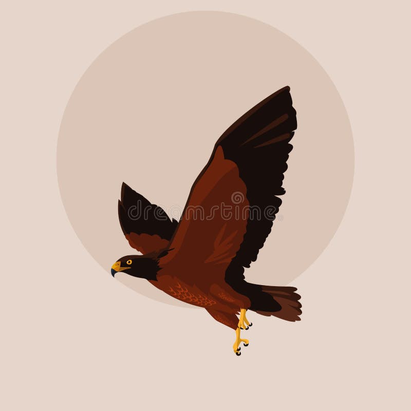 Imposing hawk bird flying stock vector. Illustration of open - 138240278