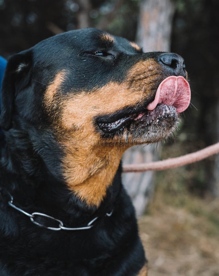 An Imposing Specimen of the American Line Rottweiler Stock Photo ...