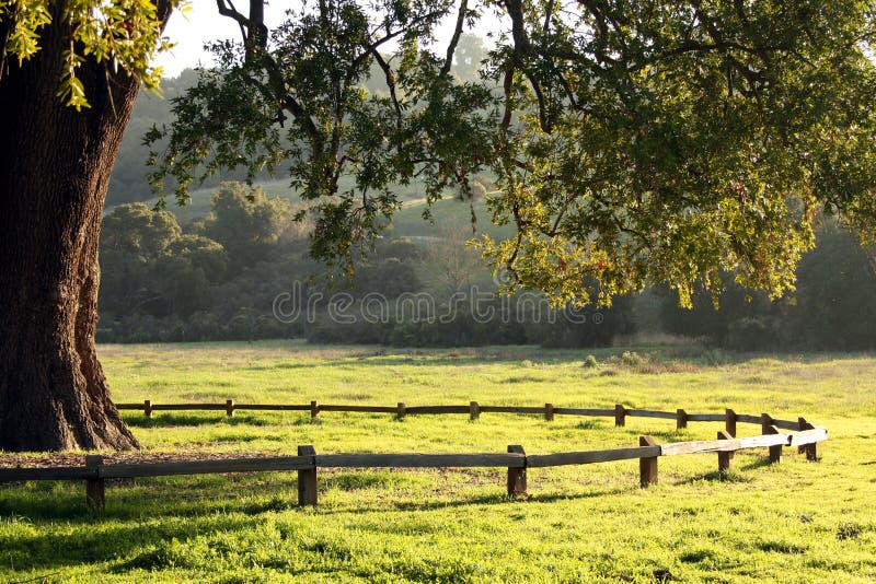 Imposing Tree In State Park Stock Photo - Image of forest, park: 12392432