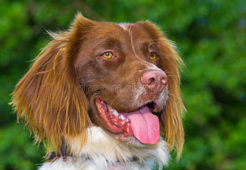 Cane Springer Spaniel Inglese Fotografia Stock - Immagine di pedigree ...