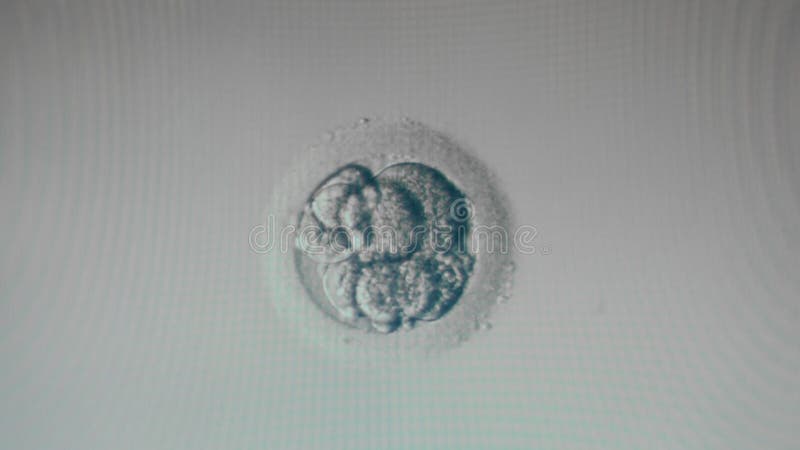 Impregnated Egg Cell Shown Under a Microscope Stock Footage - Video of ...