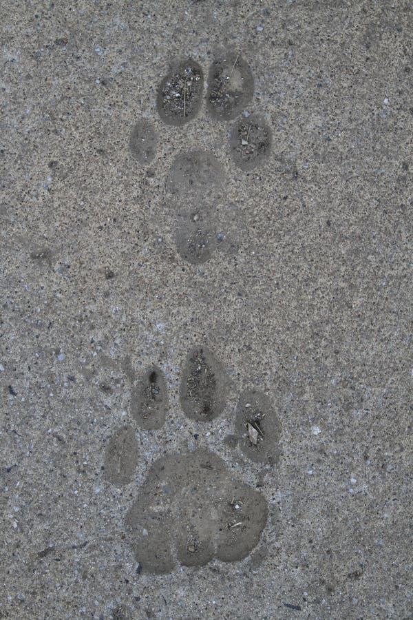 Impresión del pie animal imagen de archivo. Imagen de perro - 30329945