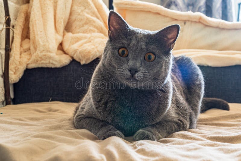 An impressed cat look stock image. Image of whiskers - 251933933