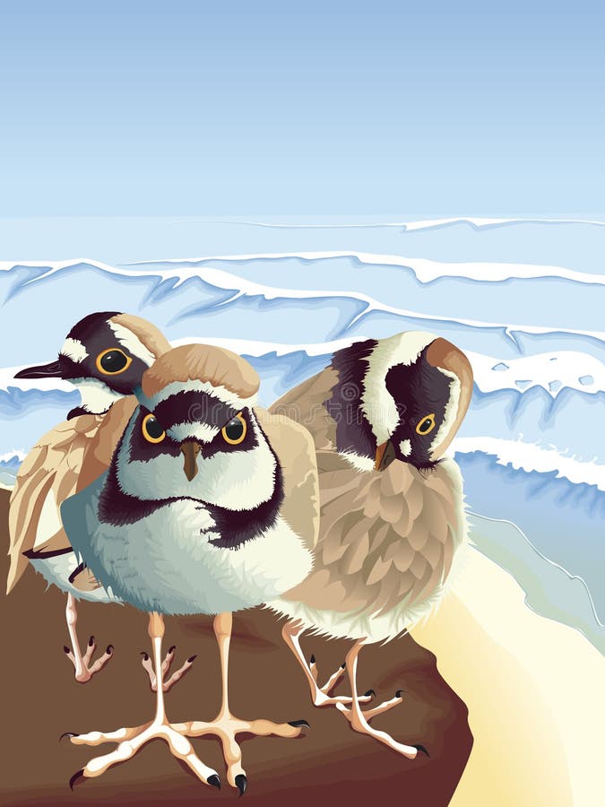 Three Cute Plovers Near the Beach Stock Vector - Illustration of ...