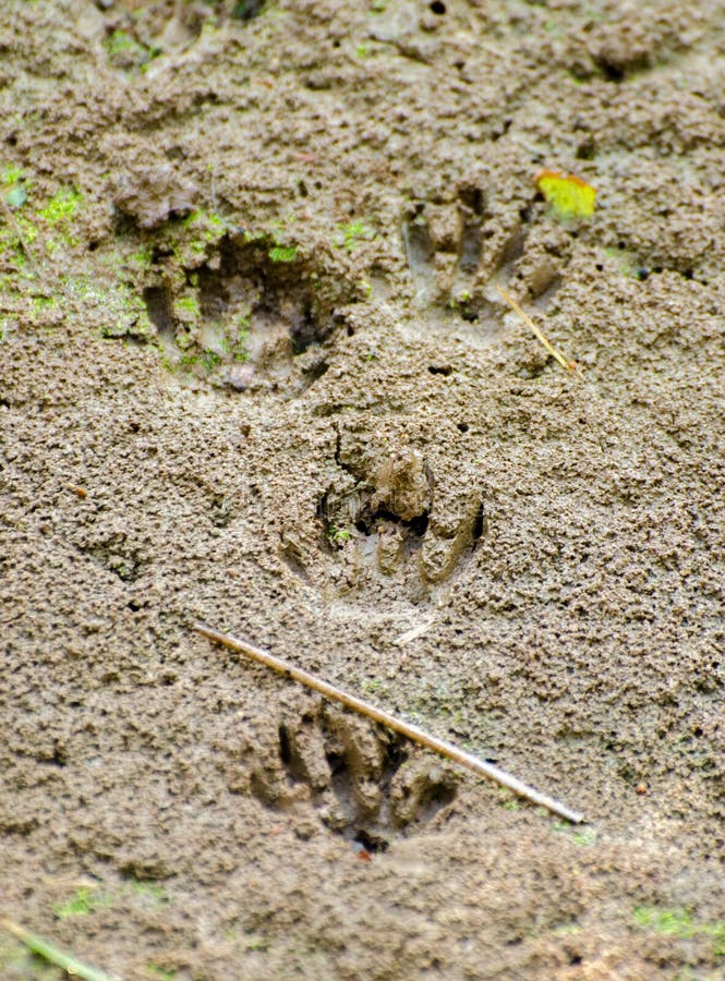 Impression de raton laveur photo stock. Image of birding - 76956018