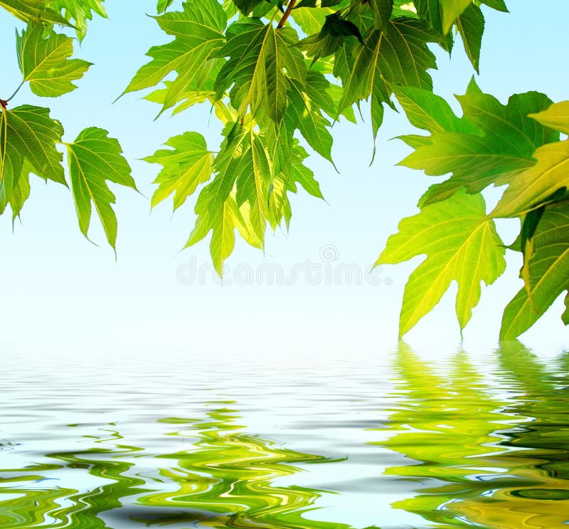 Nature and Leaves, Water and Calm. Stock Image - Image of river ...