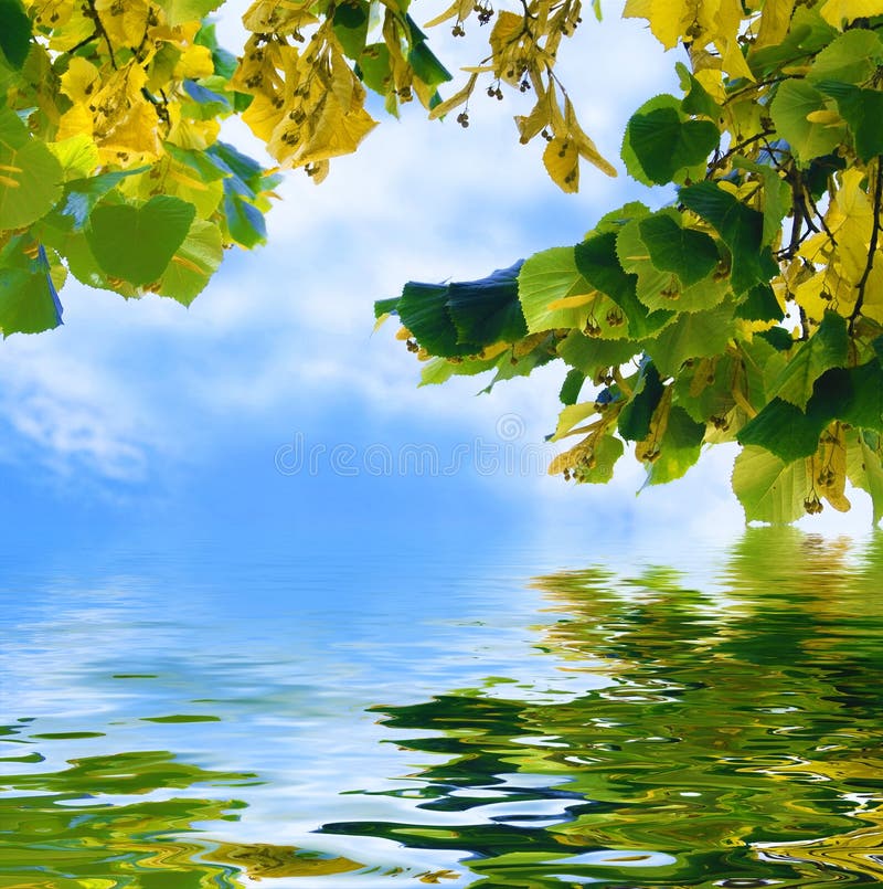 Nature and Leaves, Water and Calm. Stock Photo - Image of landscape ...