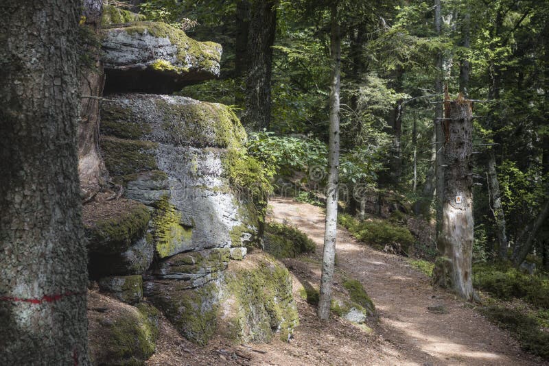 Hiking GR5 through the Vosges Stock Image - Image of alsace, nature ...