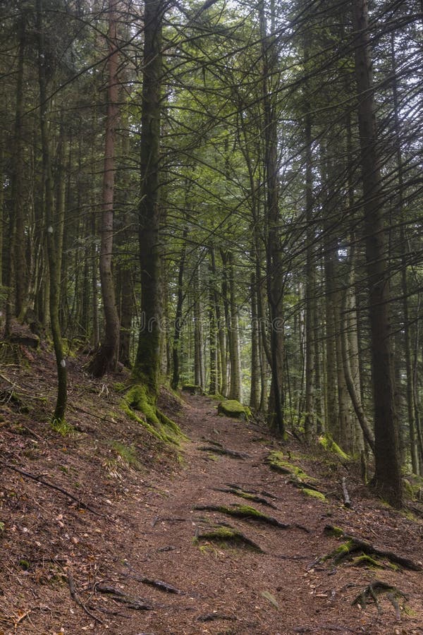 Hiking GR5 through the Vosges Stock Image - Image of france, europe ...