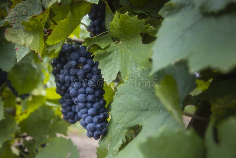 Hiking GR5 through the Vosges Stock Image - Image of ballons, grapes ...
