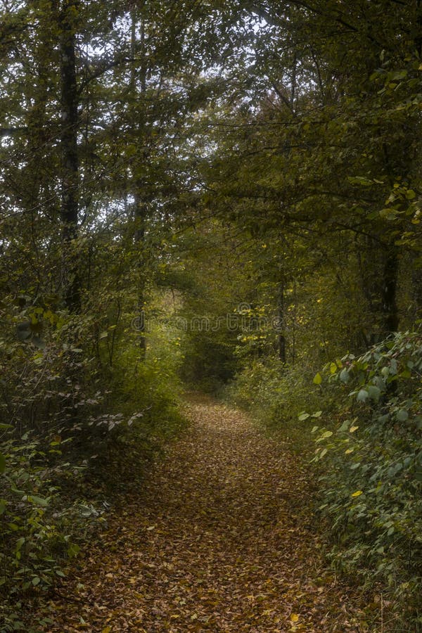 Hiking GR5 through the Vosges Stock Image - Image of ballons, nature ...