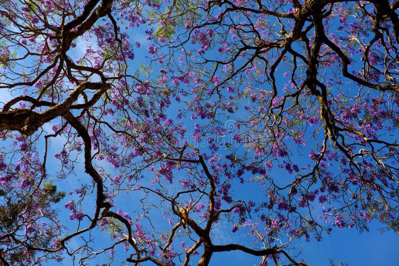 Impression Violet Flower on Flamboyant Tree Stock Image - Image of ...