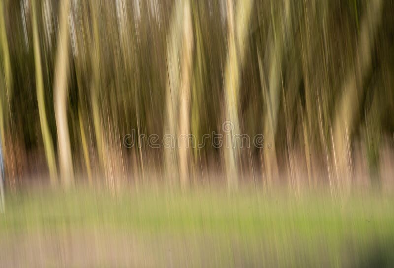 Impressionistic Forest with Green Grass and Blurred Trees Creating ...