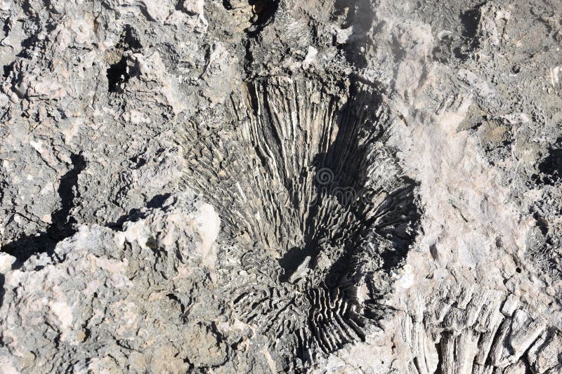 Impressions of Shellfish and Coral in Old Rocks Stock Image - Image of ...