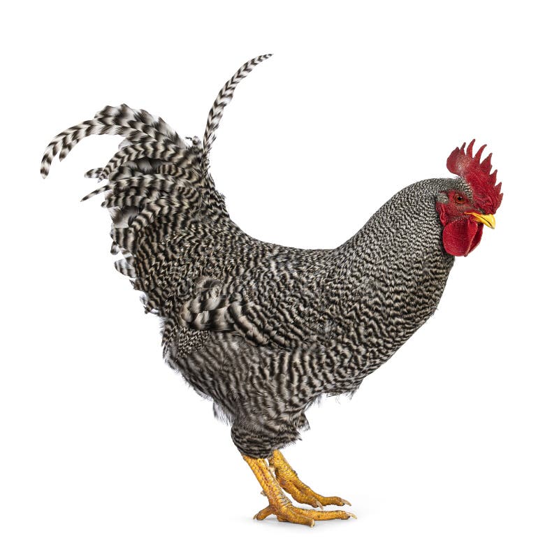 Amrock Rooster on White Background Stock Image - Image of excellent ...