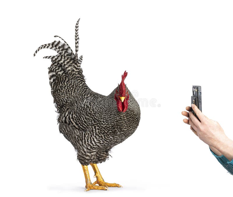 Amrock Rooster on White Background Stock Photo - Image of background ...