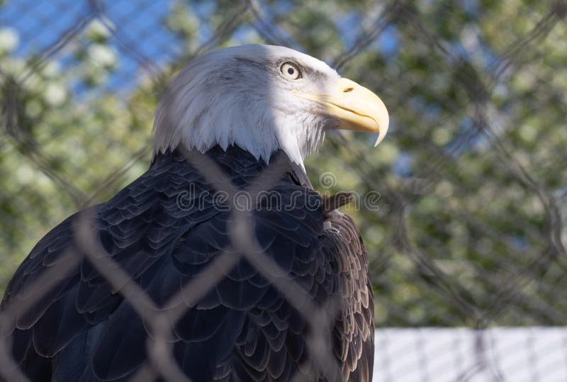 Impressive Bald Eagle Perched Atop a Rustic Chain Link Fence with Its ...