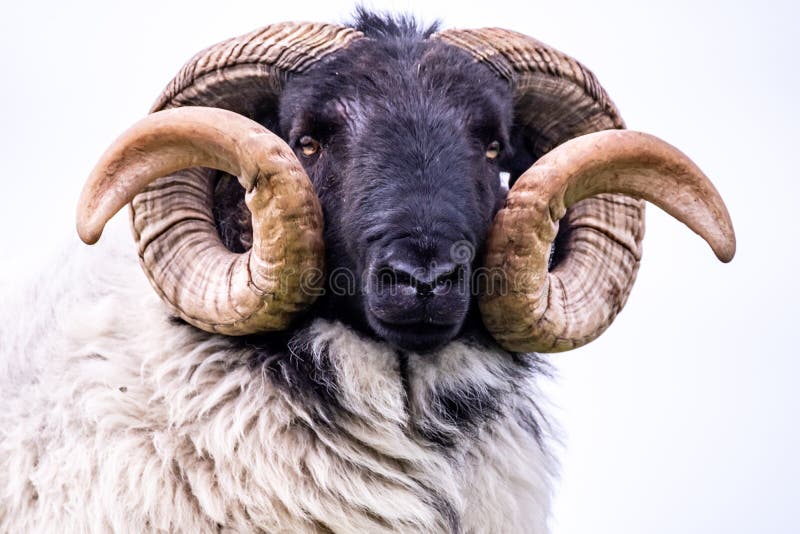 Impressive Blackface Sheep with Huge Horns in County Donegal - Ireland ...