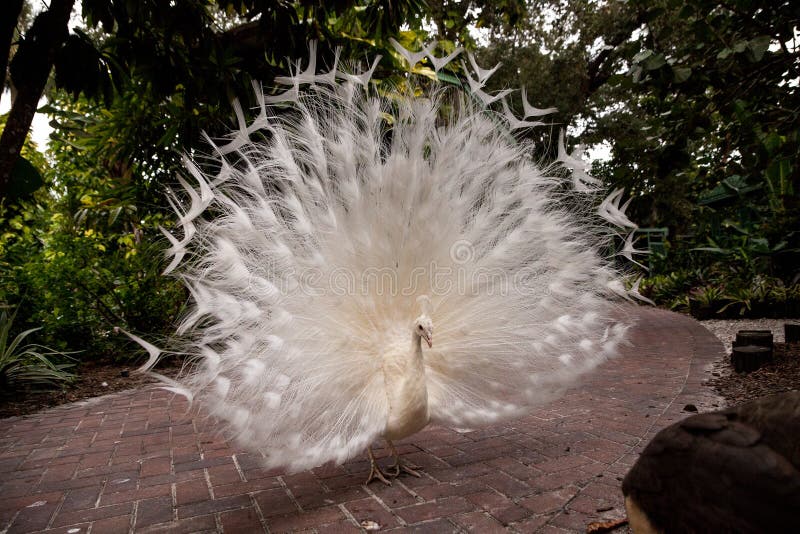 Impressive Displaying Male White Peacock Stock Image - Image of display ...