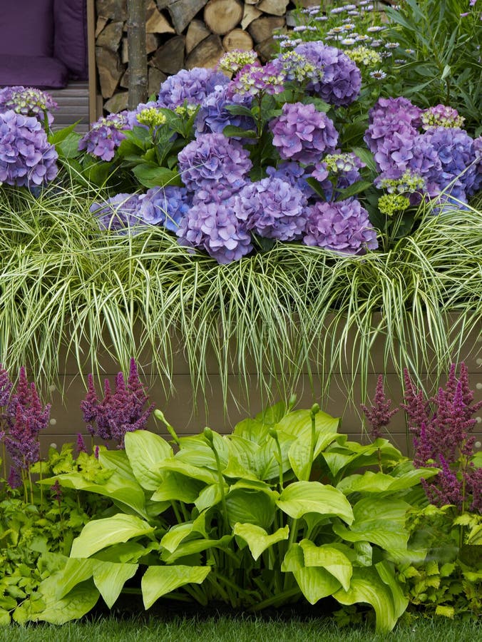An Impressive Flower Border with Hydrangeas, Grasses and Hosta Stock ...