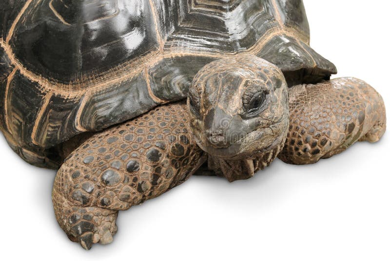 Impressive Giant Tortoise on White Stock Photo - Image of fauna ...