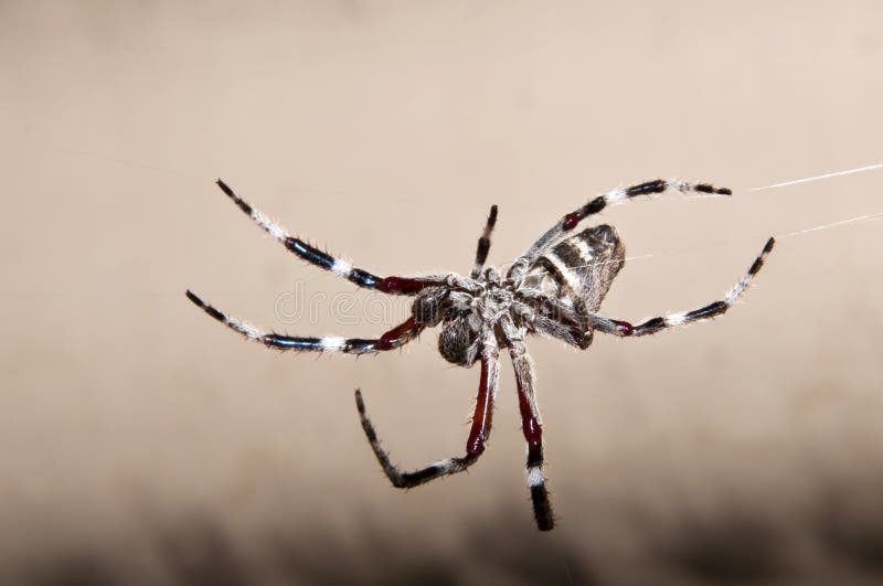 Impressive Hairy Spider Dangling on Its Web Stock Image - Image of ...