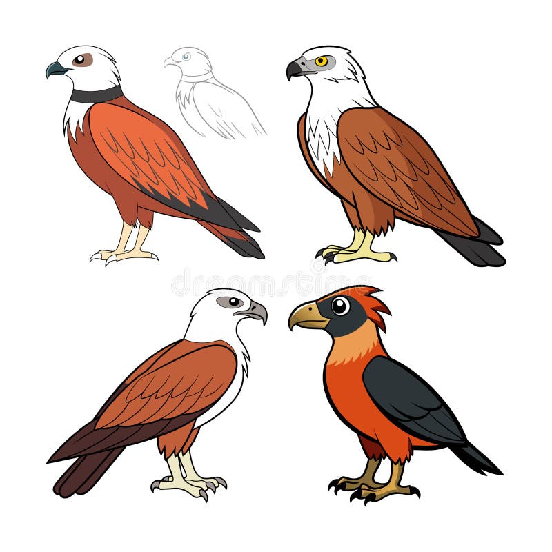 Impressive Black-Collared Hawk Bird Illustration with Detail Stock ...