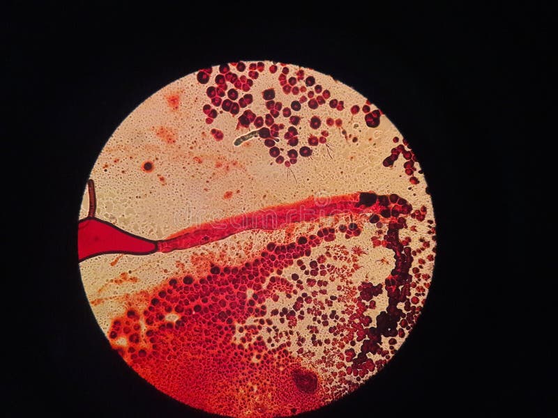 Impressive Laboratory Work Under the Microscope Stock Photo - Image of ...