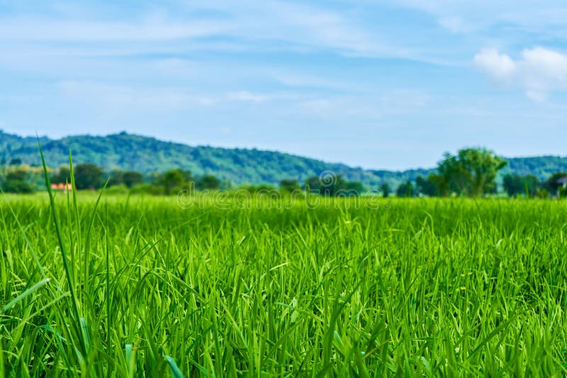 Impressive Landscape Green Rice Field with Mountains in the Background ...