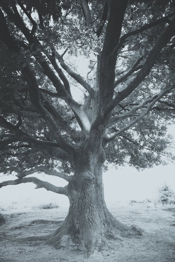 Impressive Oak Tree in Landscape Stock Photo - Image of peace, mighty ...