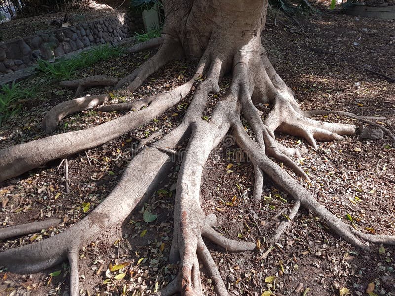 Impressive Powerful Tree Roots Stretching on the Ground Stock Image ...