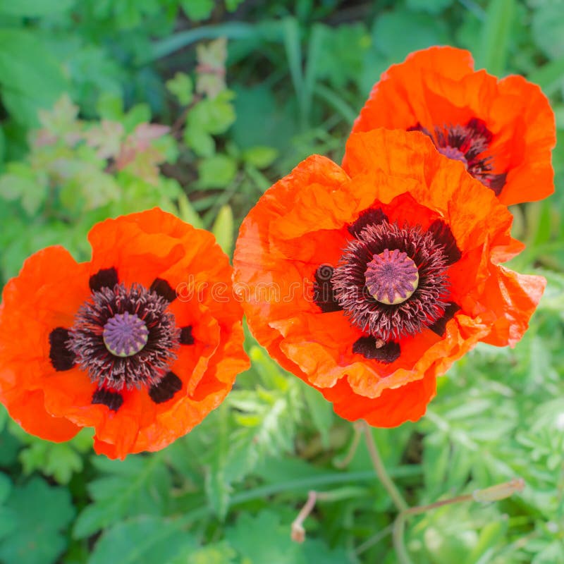 Impressive Red Poppies in Sunlight Stock Image - Image of colorful ...