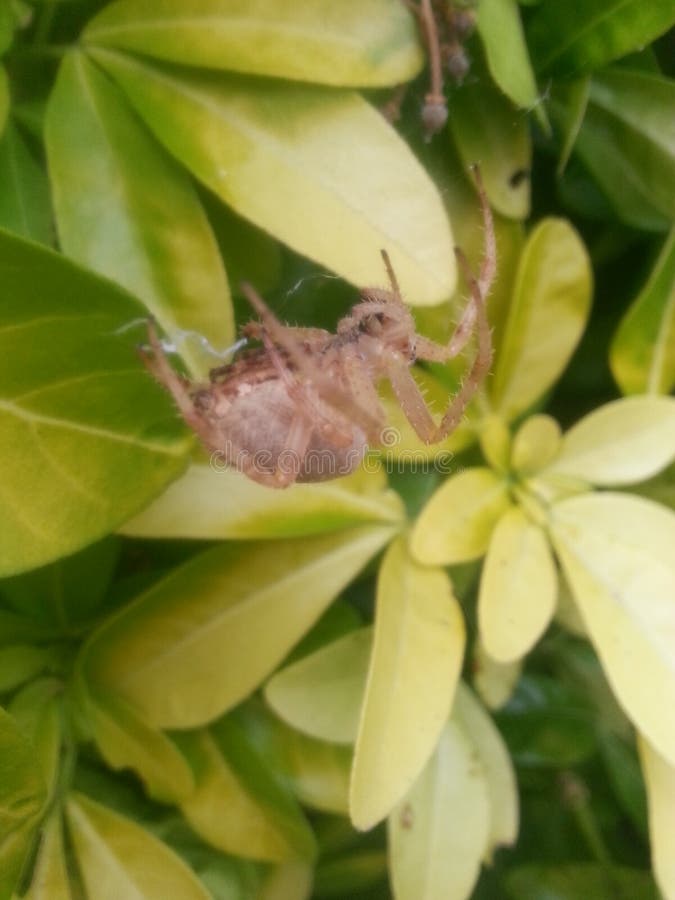 Impressive Spider stock photo. Image of fascinating, impressive - 51243990